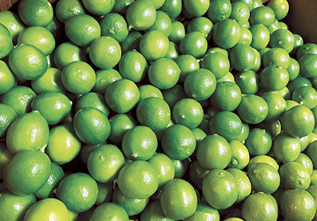 Limón Tahití: anotaciones para un cultivo con alto potencial - Redagrícola