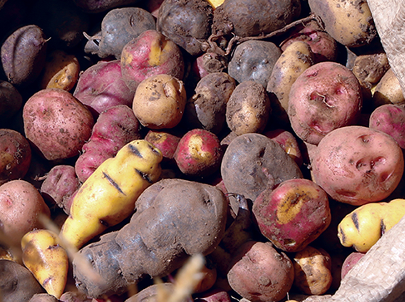 Papa nativa, una herencia milenaria que se transforma para no perecer ...