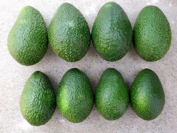 En la búsqueda de una variedad tipo Hass pero mejor que Hass - Redagrícola