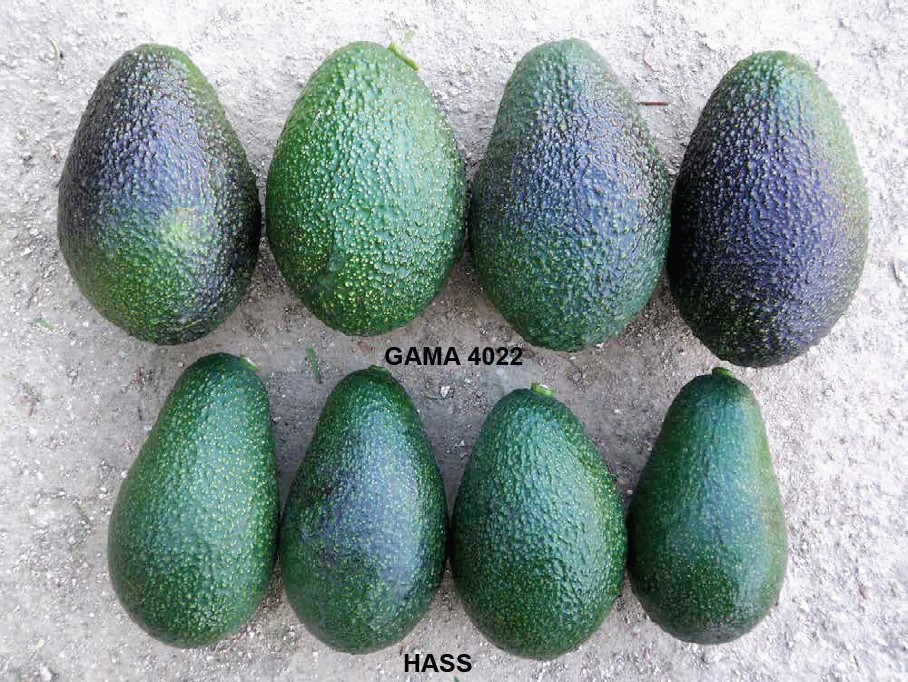 En la búsqueda de una variedad tipo hass, pero mejor que hass - Redagrícola