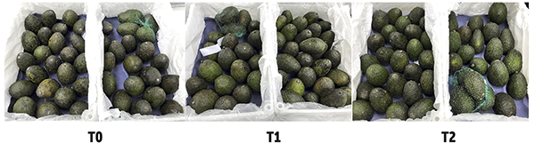 Importancia de la poda del Avellano Europeo - Redagrícola