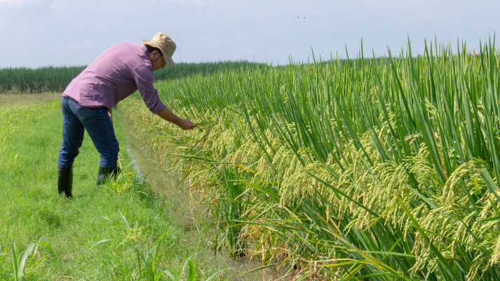 Lanzan la primera variedad de arroz biofortificado con zinc
