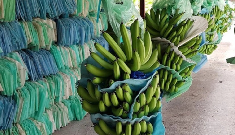 Comercializadora india suma el banano ecuatoriano a su oferta para ...