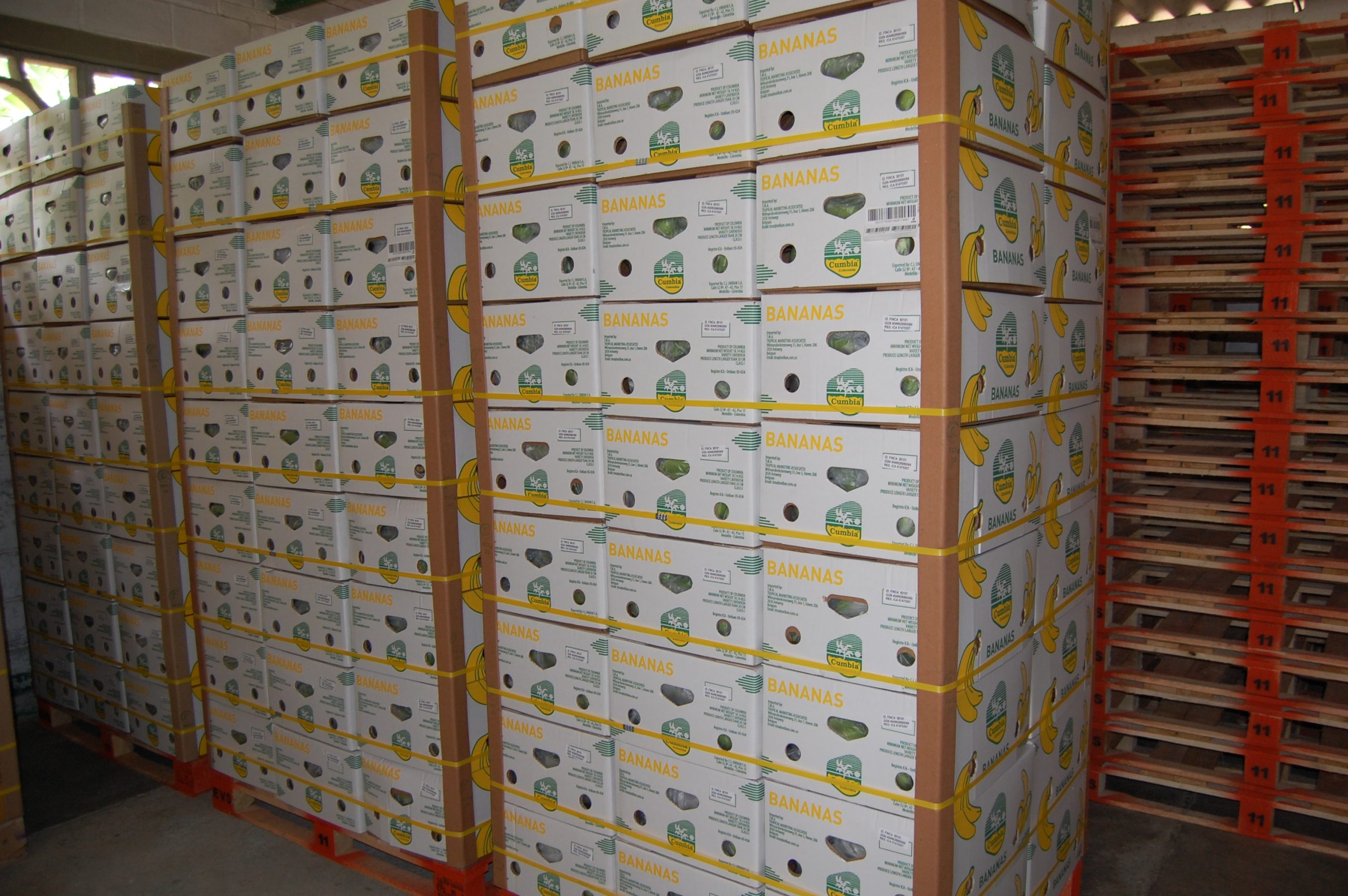 Bananeras de Urabá requieren riego para aumentar su productividad ...