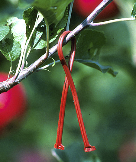 Gestión estratégica de la deshidratación del escobajo en uva de mesa ...