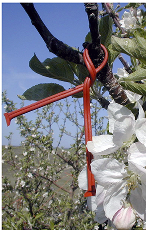 Gestión estratégica de la deshidratación del escobajo en uva de mesa ...