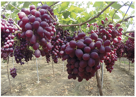 Demostraciones con bioestimulación, el “traje a la medida” que impulsa ...