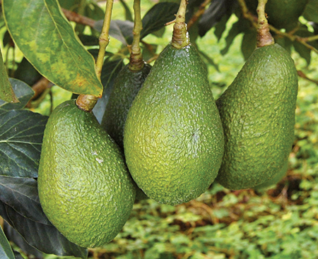 Enfermedades de madera - Redagrícola