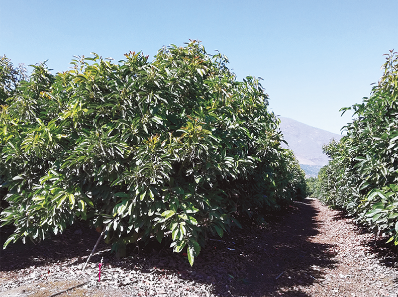 Un pilar de la industria de la fruta de exportación - Redagrícola