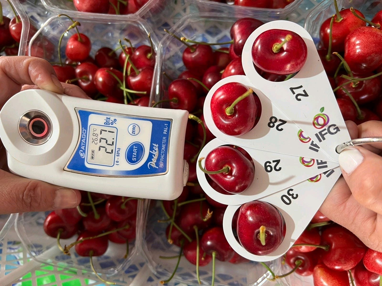 Chile rompe nuevo récord en cereza temprana: se cosechó el 15 de ...