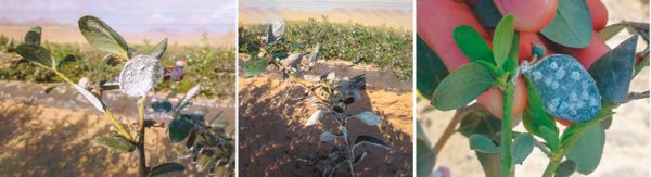 Phyton 27®: un fungicida preventivo, curativo y eficaz contra Lasiodiplodia