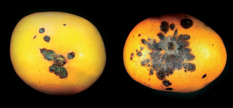 El nuevo inhibidor de estrés oxidativo de Bioatlantis llega a Perú ...