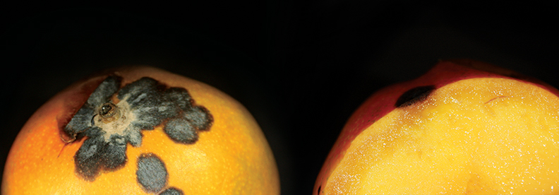 El nuevo inhibidor de estrés oxidativo de Bioatlantis llega a Perú ...