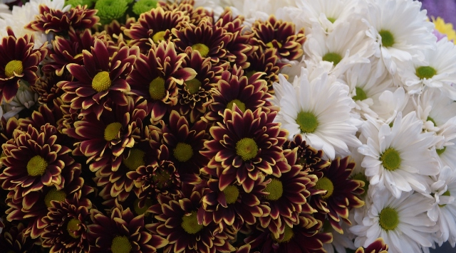 Más de 200 variedades de crisantemos se presentarán ante el mundo