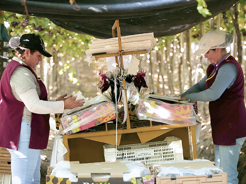 Infruta, asegurando la calidad y condición de la uva de mesa - Redagrícola