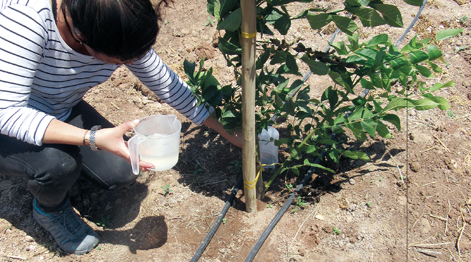 No más ventanas para la uva de mesa, y ¿ahora qué? - Redagrícola