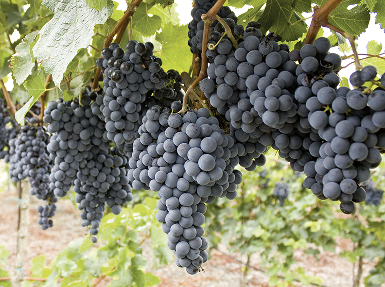 THIOLUX WG y ACOIDAL FLO, eficaces para el control temprano del oídio ...