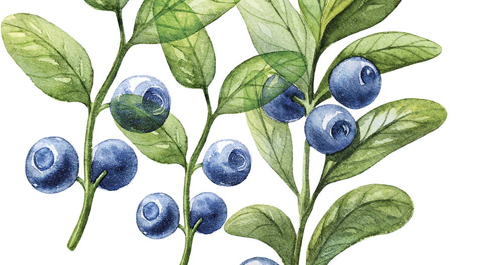 Estrategias para un adecuado manejo de la roya en arándanos - Redagrícola