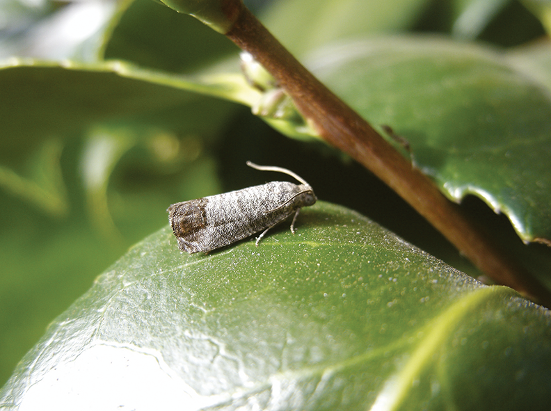 Innovando en el monitoreo de la polilla de la manzana Cydia pomonella ...