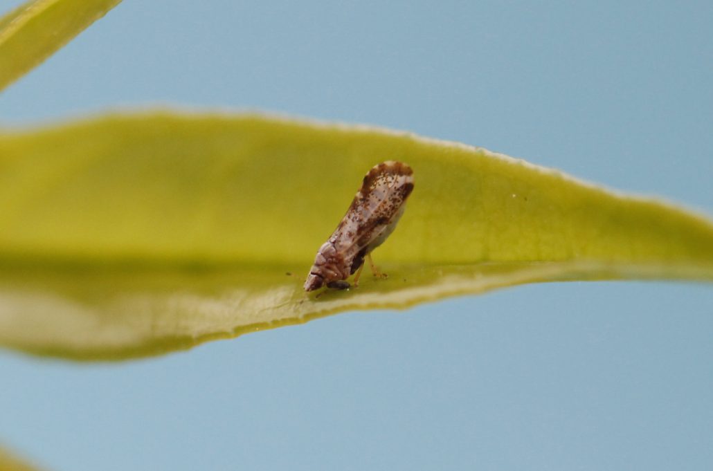 Usando modelos integrados, estudio busca predecir la presencia de HLB y ...