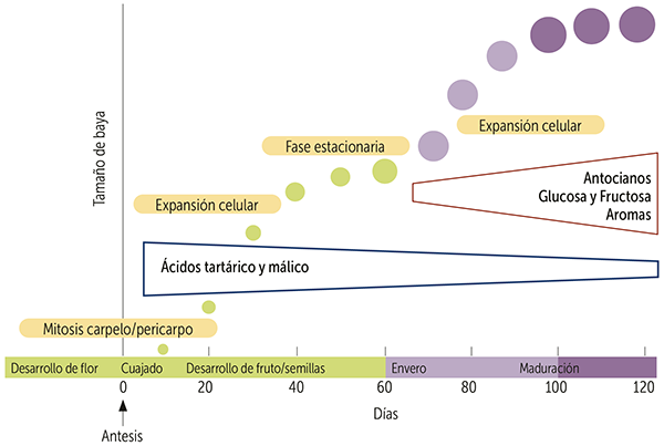 Las recetas de Copefrut para ajustarse a la nueva realidad de la ...
