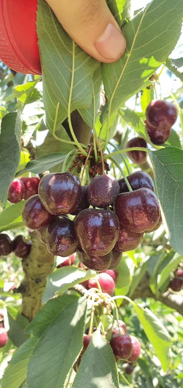 Revysol® Una solución innovadora para la protección contra enfermedades ...