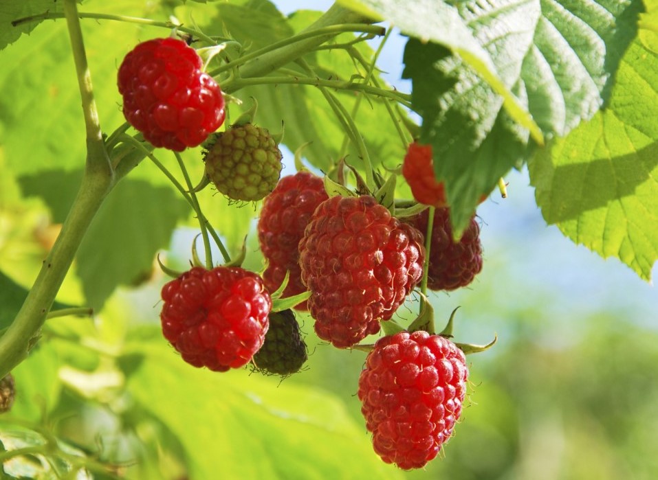 Agroberries adquiere BerryWorld Group y da origen a la segunda ...