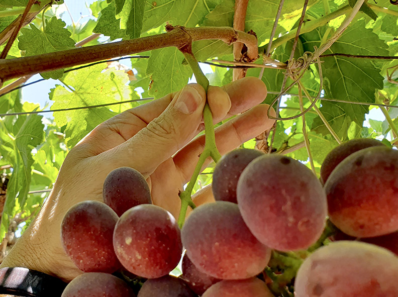 Cómo evitar la deshidratación en postcosecha de uva de mesa - Redagrícola