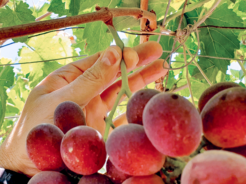 Cómo evitar la deshidratación en poscosecha de uva de mesa - Redagrícola