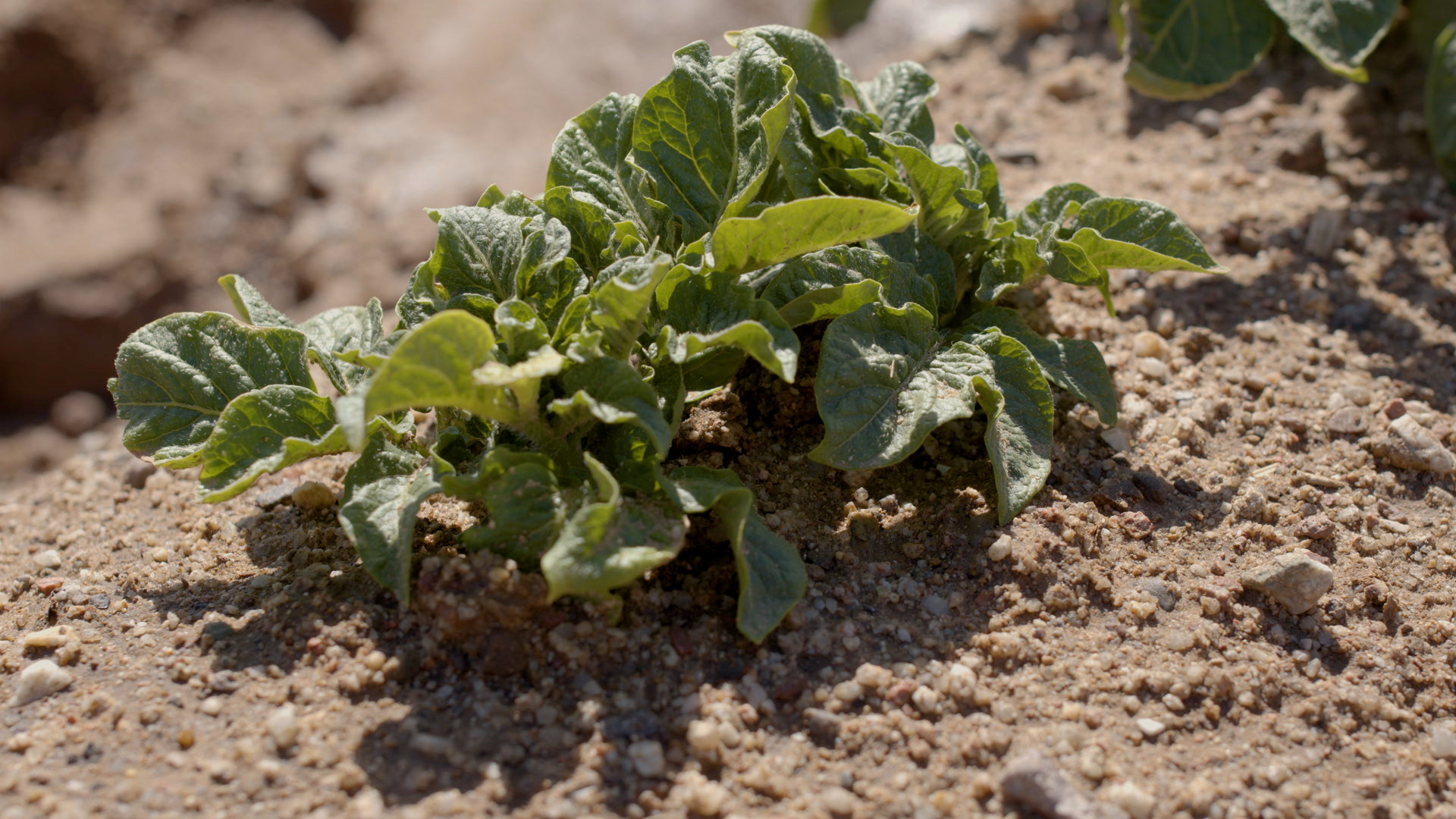 “El problema de la cuaja está muy relacionado con la calidad de la ...