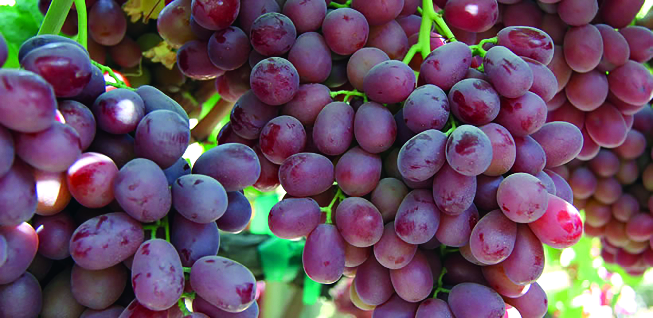 La cadena de la uva (según los expertos) - Redagrícola