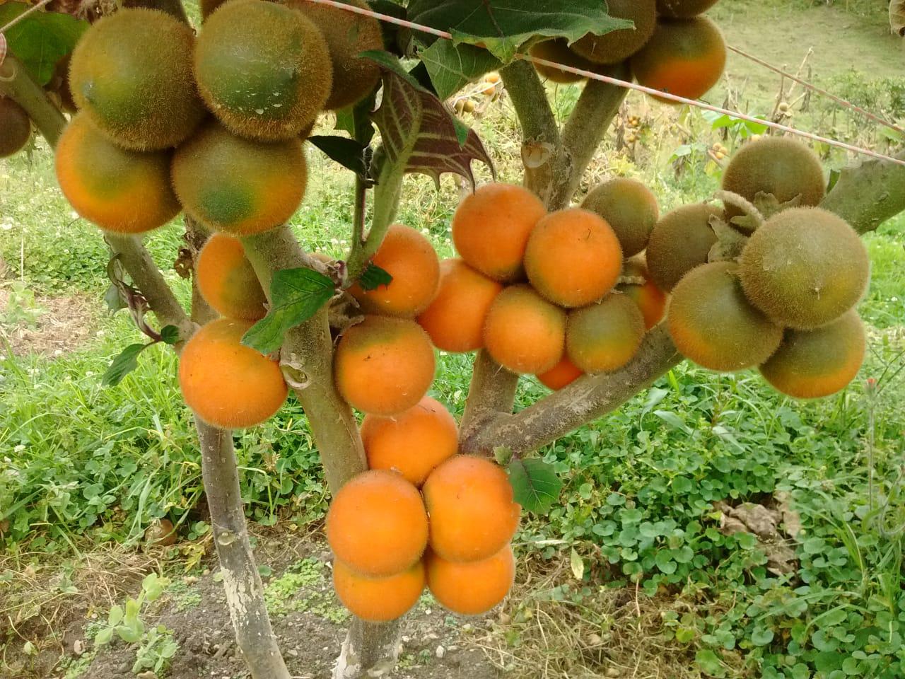 Las familias de 'medios hermanos' de lulo pueden mejorar genéticamente ...