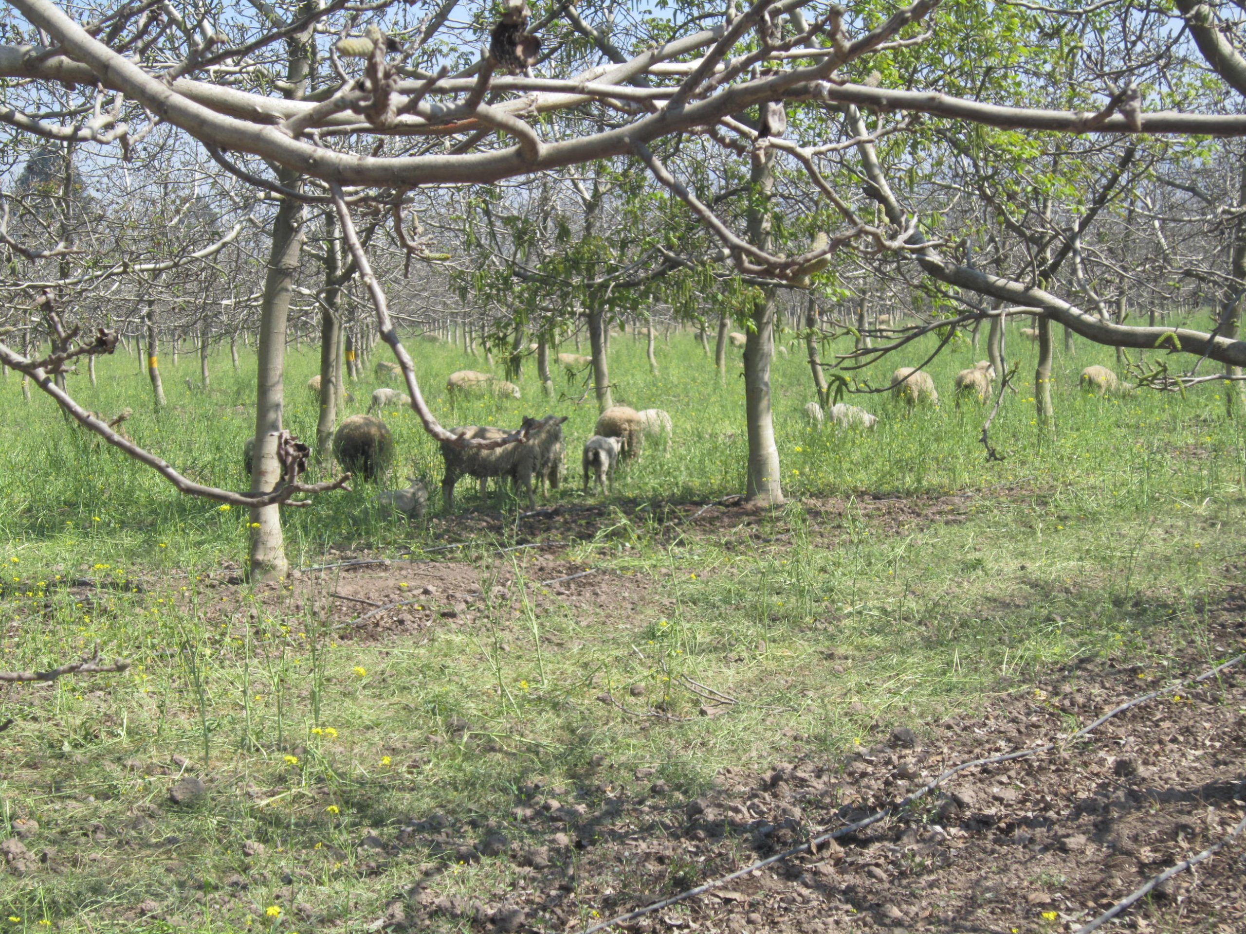 Innovando en el monitoreo de la polilla de la manzana Cydia pomonella ...