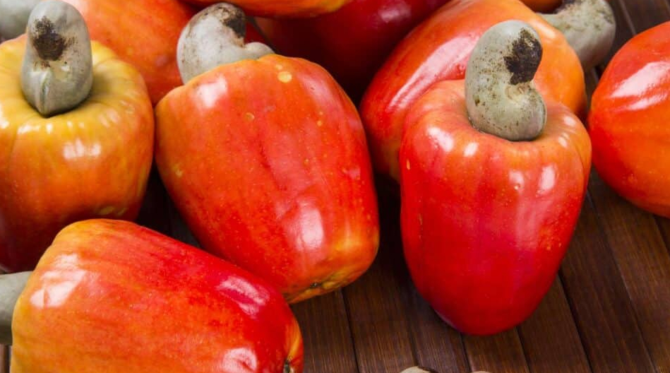 El marañón se convierte en una alternativa promisoria para el campo