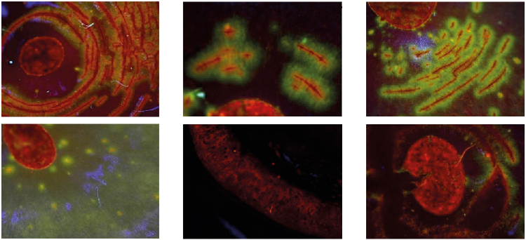 Claves para la identificación y control de las especies de chanchito ...