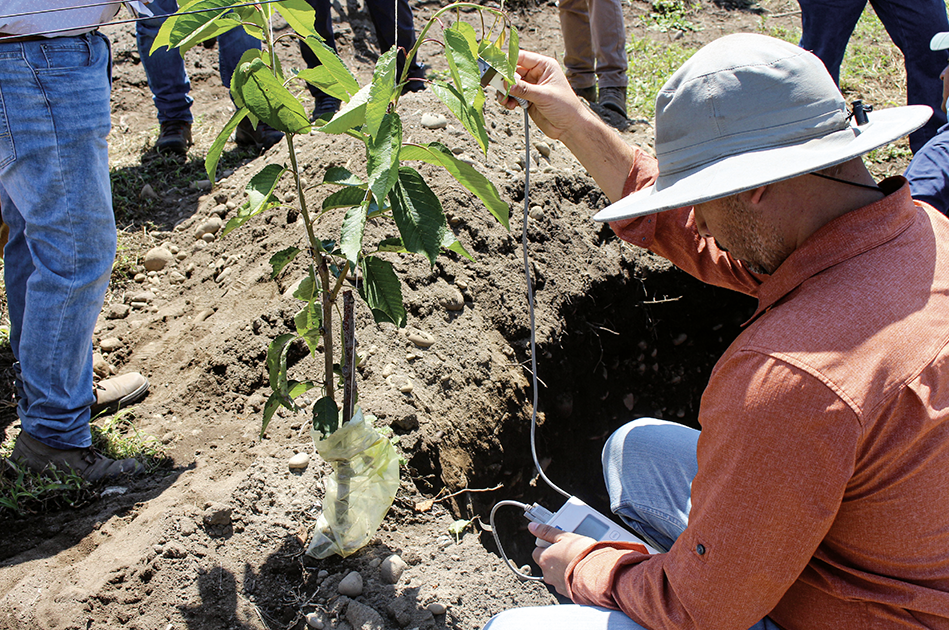 Claves para la identificación y control de las especies de chanchito ...