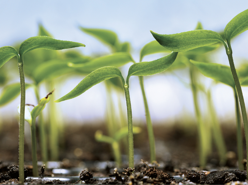 Una mirada al mundo de los bioestimulantes: de la clasificación a su ...