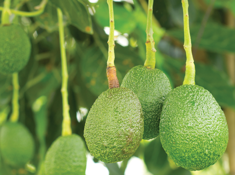 La palta peruana aprovecha una menor competencia para consolidarse ...