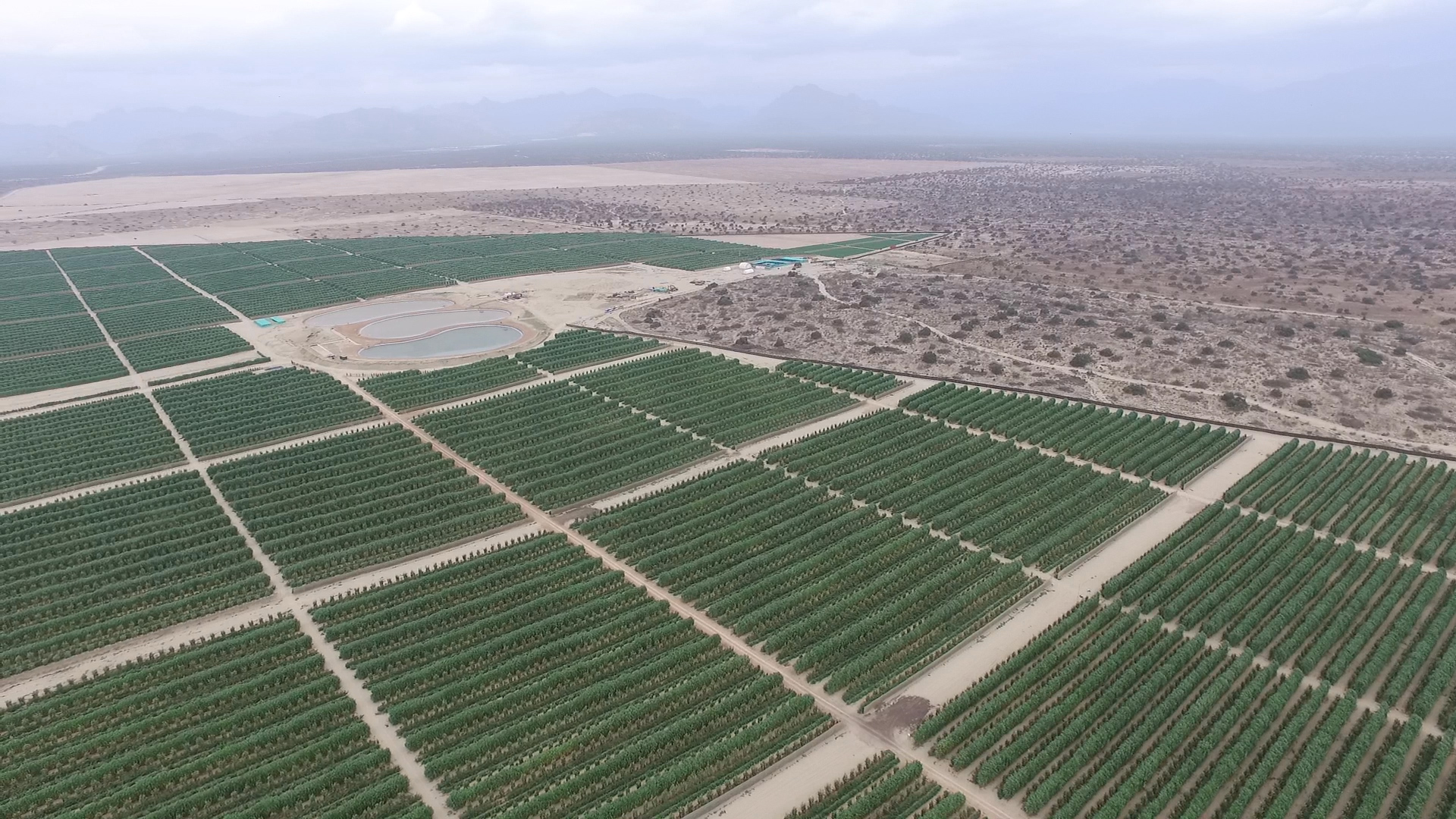 Proyecto Olmos en el norte de Perú ya supera las 23,300 hectáreas ...