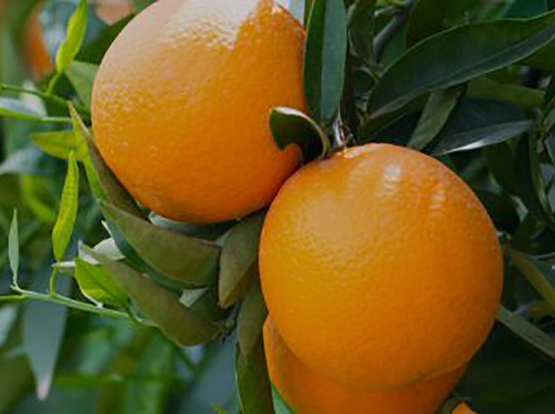 Super Fifty®: una solución para el estrés hídrico