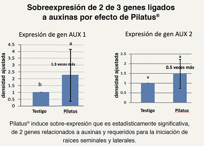 La exitosa experiencia de Pilatus® en los campos de uva de mesa de Rapel