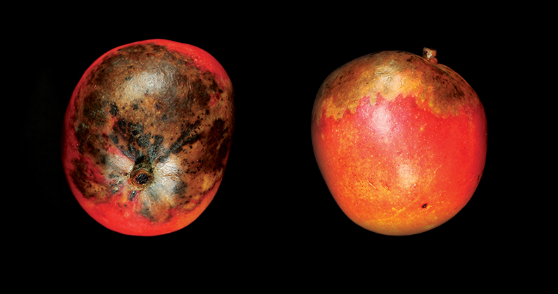 El nuevo inhibidor de estrés oxidativo de Bioatlantis llega a Perú ...