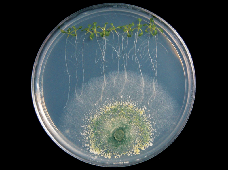 Los grandes beneficios de los Trichodermas como bioestimulante - Redagrícola