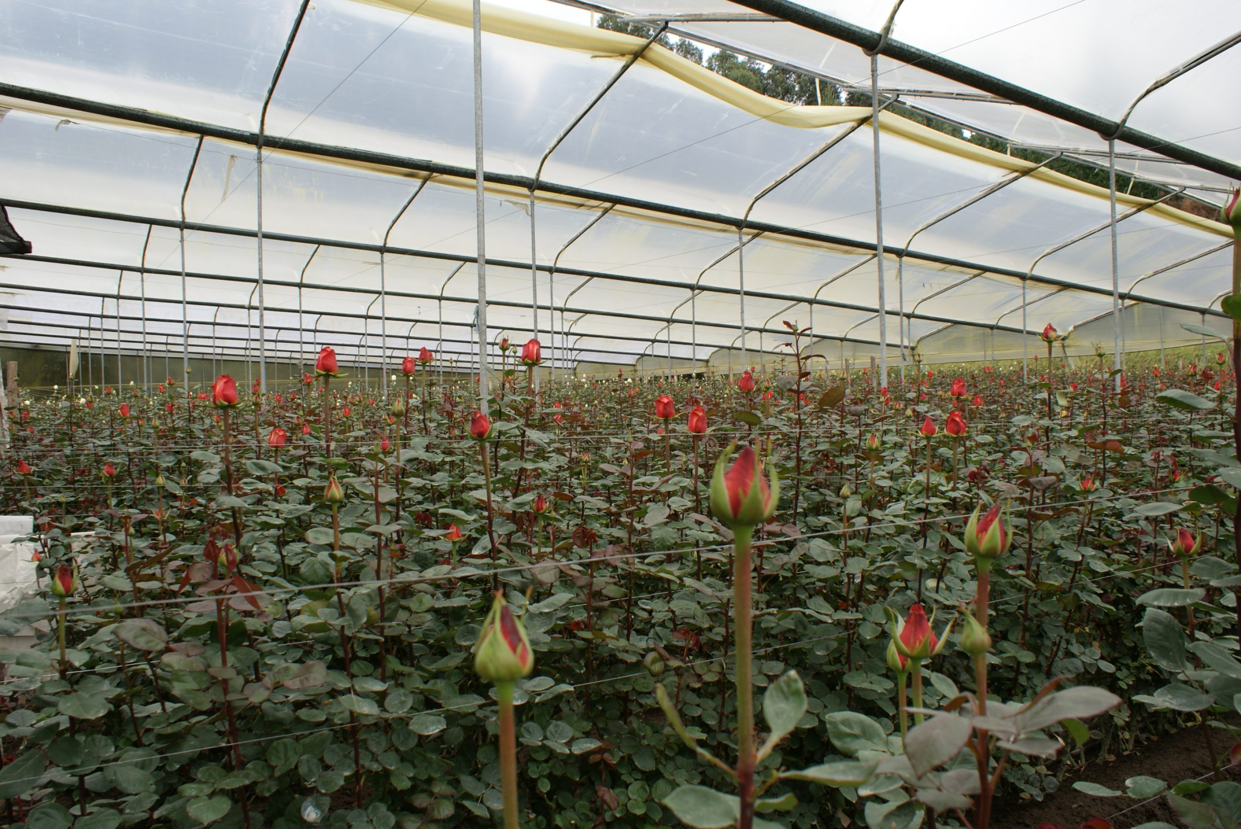 QUICKSOL®, Clave en maduración y postcosecha en cerezos - Redagrícola