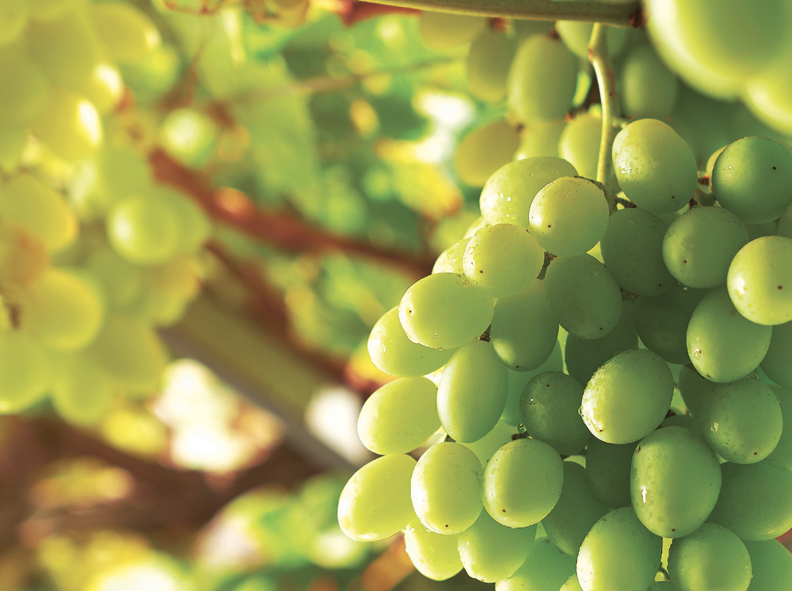 Ica, más allá de las uvas - Redagrícola