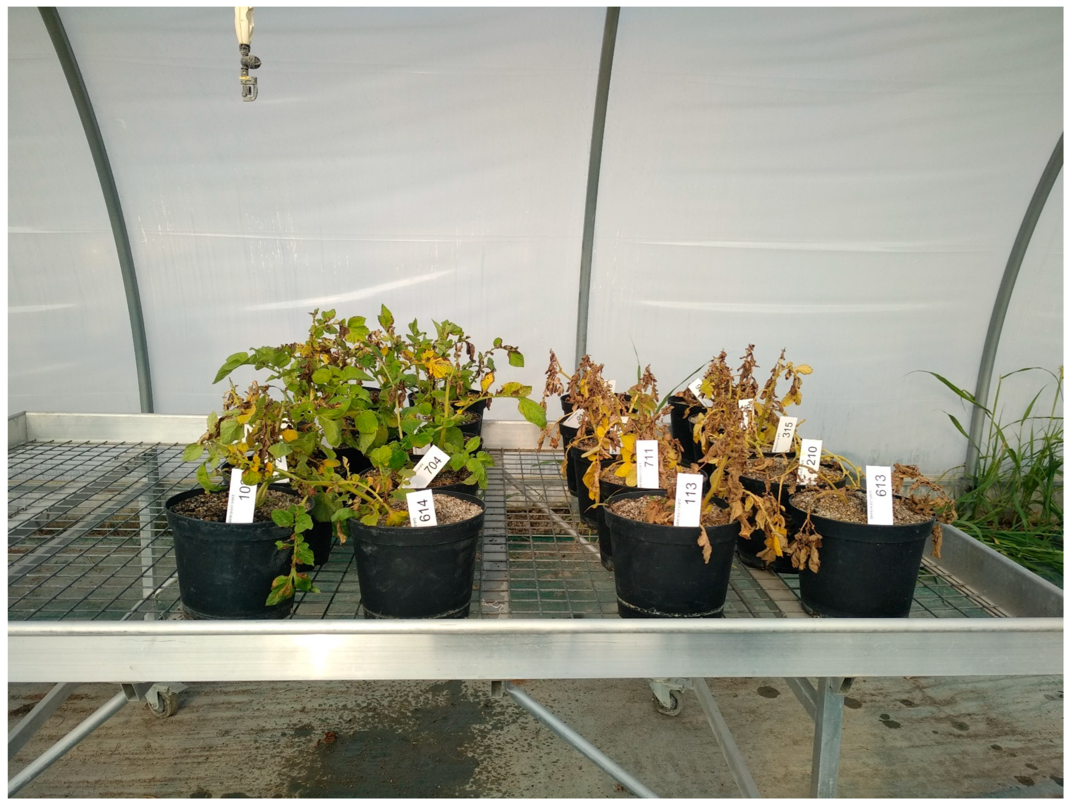El biocontrol como alternativa al tratamiento del tizón tardío de la ...