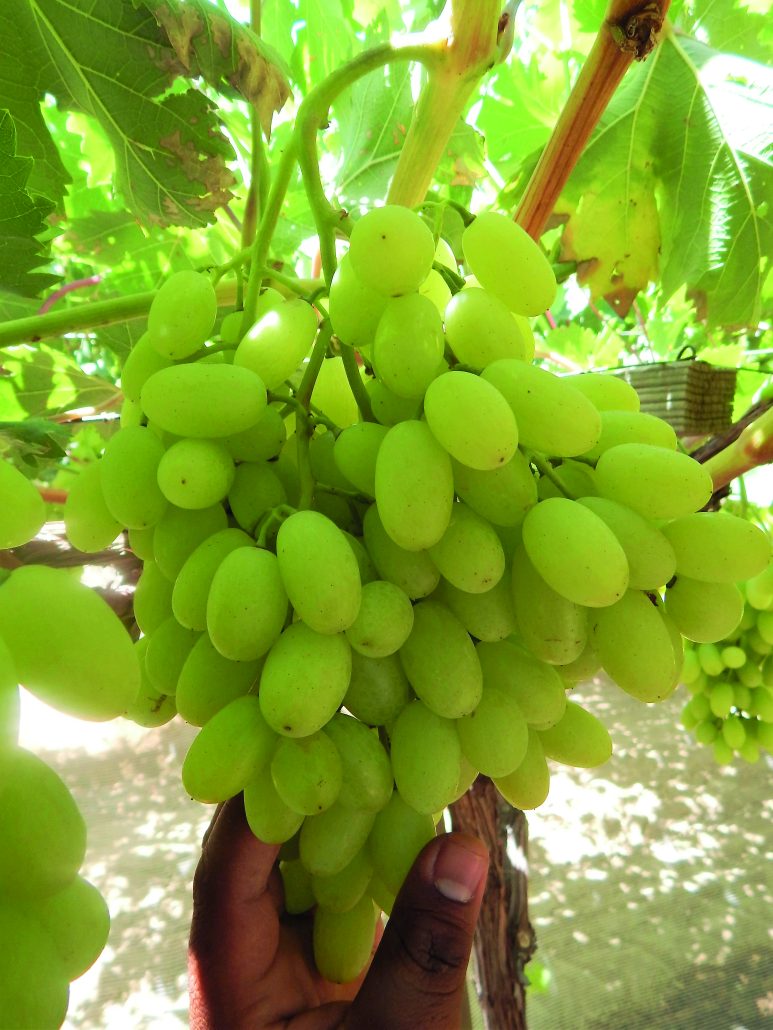 Arra 29 y Arra 30 compensarán debilidades de la Superior y Flame ...