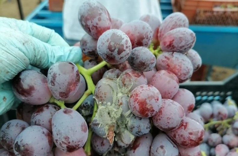 Advierten aumento de presencia del inóculo de botrytis en uva de mesa en Chile - Redagrícola