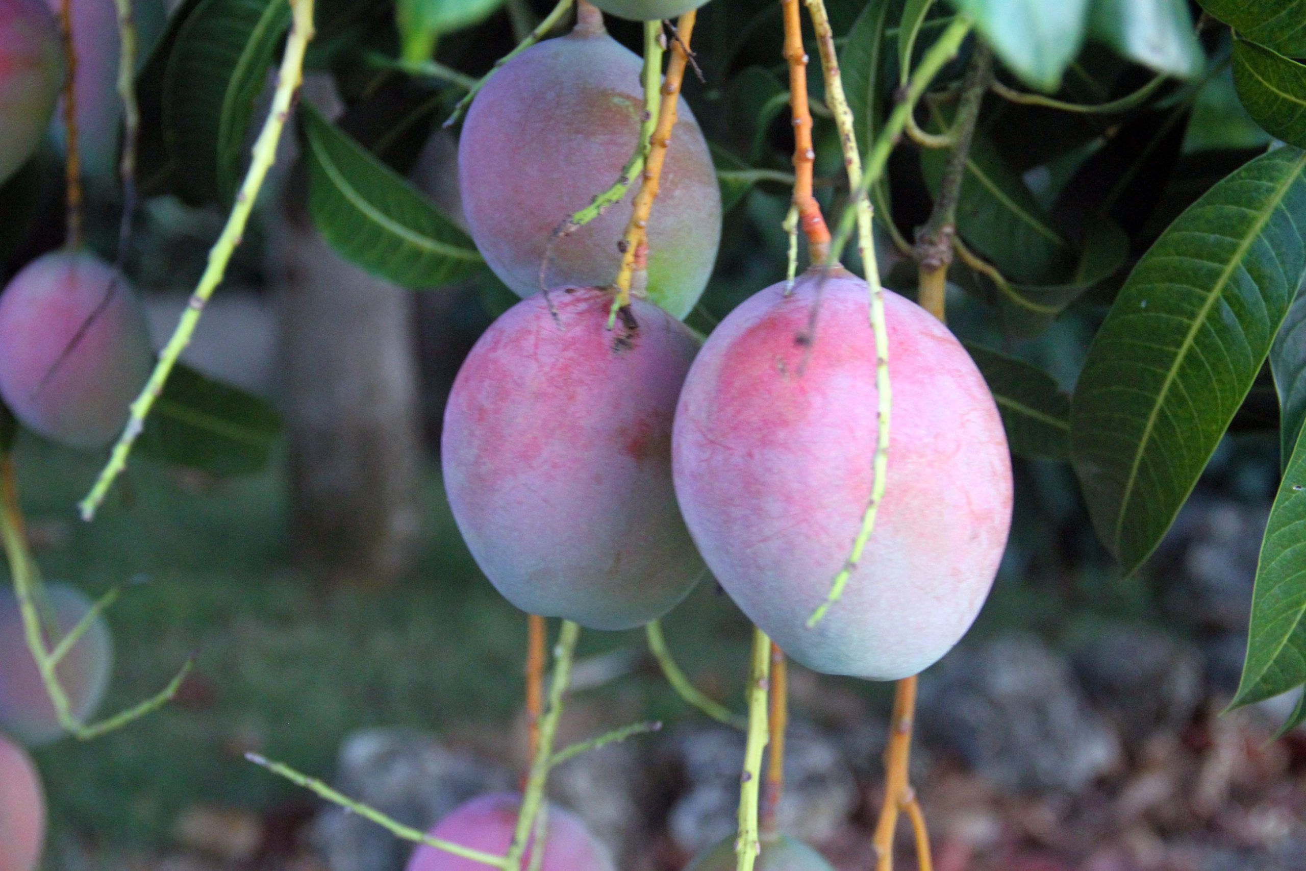 Colombia se toma con cautela el primer envío de mangos a EE.UU ...