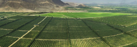 Virú S.A. se ubica entre los 10 “Mejores lugares para trabajar” en el ...